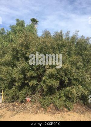 african sumac (Searsia lancea) Plantae Stock Photo - Alamy