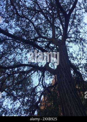 Weeping Juniper (Juniperus flaccida) Plantae Stock Photo - Alamy