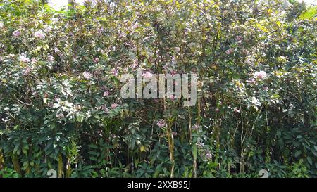 Starburst Bush (Clerodendrum quadriloculare) Plantae Stock Photo - Alamy