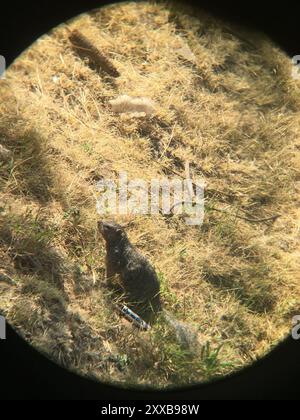 Rock Squirrel (Otospermophilus variegatus), Mammalia, Bosque Los ...