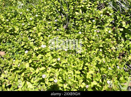 Austral Brooklime (Gratiola peruviana) Plantae Stock Photo - Alamy