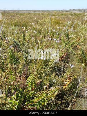derwent speedwell (Veronica derwentiana) Plantae Stock Photo - Alamy