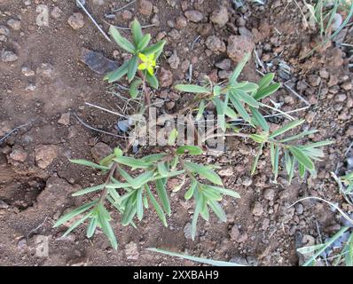 (Talinum tenuissimum) Plantae Stock Photo - Alamy