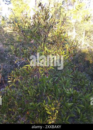 Silk Bay (Persea humilis) Plantae Stock Photo - Alamy