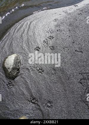 Taiwan Crab-eating Mongoose (Urva urva formosana) Mammalia Stock Photo ...