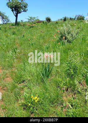 Cooper's aloe (Aloe cooperi) Plantae Stock Photo - Alamy
