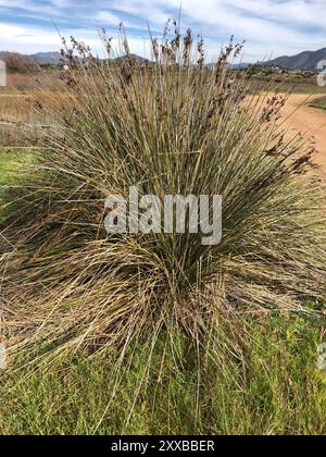 Southwestern Spiny Rush (Juncus acutus leopoldii Stock Photo - Alamy