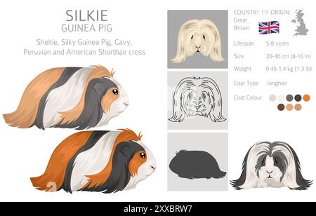 Silkie Guinea pig clipart. Sheltie Cavy All coat colors cavies set ...
