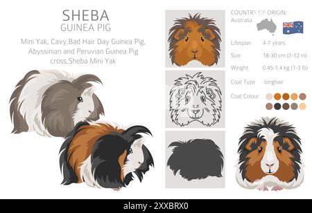 Sheba Guinea pig clipart. Sheba Mini Yak. All coat colors cavies set ...