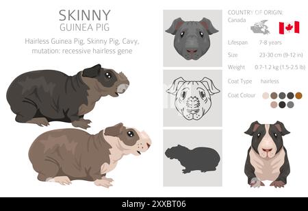 Skinny Guinea pig clipart. Hairless cavy. All coat colors cavies set ...