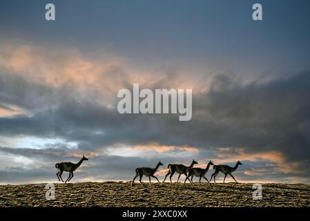 guanacos running in the pampa Stock Photo - Alamy