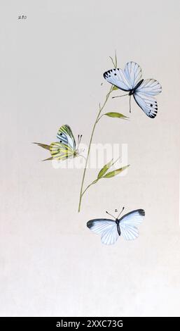 Green-veined White. Edward Donovan, History of British Insects. Plate ...