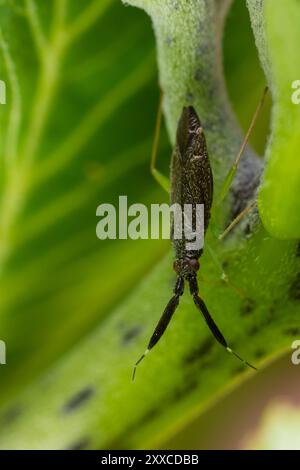Bug on hydrangea leaf Stock Photo - Alamy