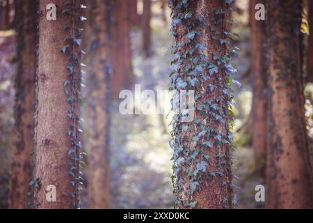 Magic forest with trees and ivy, sunlight Stock Photo - Alamy