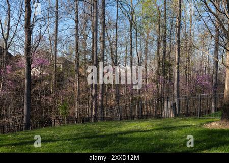 Spring in a suburb backyard with a lawn, privacy woods hiding mansions ...