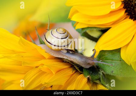 Autumn picture with snails on ornamental Stock Photo - Alamy
