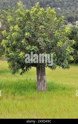 Carob tree in Mallorca Majorca Spain Europe Mediterranean Stock Photo ...