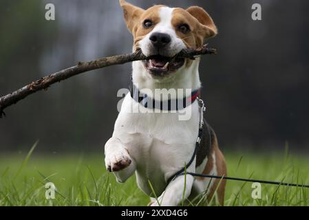 Dog Beagle running and jumping with stick through green grass field in a spring Dog themed ...