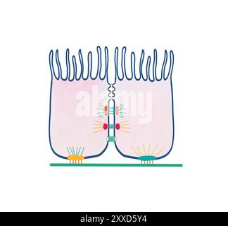 Cell-cell and cell-matrix adhesion junctions, illustration. Cell adhesion is the process by ...