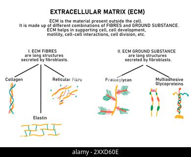 Composition of the extracellular matrix (ECM), illustration. The ECM is ...