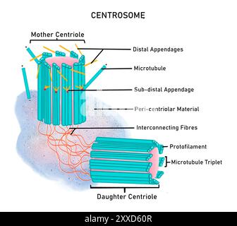 Structure of the centrioles Stock Photo - Alamy