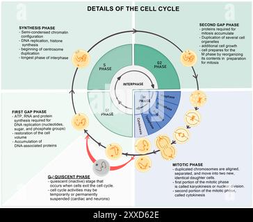 Cell cycle, illustration. The cell cycle is composed of interphase (G1 ...