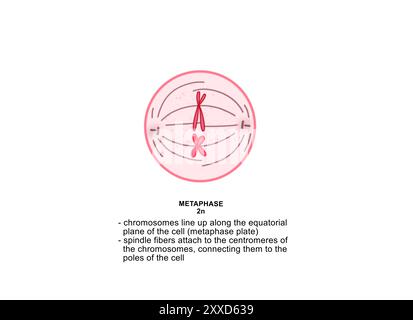 Metaphase, illustration. Metaphase is the third phase of mitosis, the ...