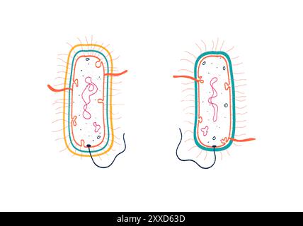 Illustration showing the differences between Gram positive and Gram ...