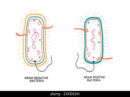 Illustration showing the differences between Gram positive and Gram negative bacteria Stock ...