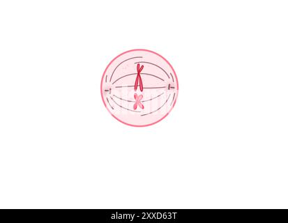 Metaphase of mitosis, illustration. Metaphase is the third phase of ...