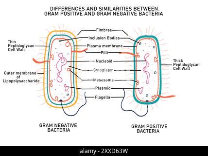 Illustration showing the differences between Gram positive and Gram negative bacteria Stock ...