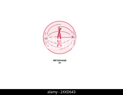 Metaphase of mitosis, illustration. Metaphase is the third phase of ...