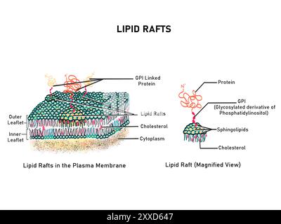 Fluid mosaic model of the plasma membrane, illustration. The plasma ...