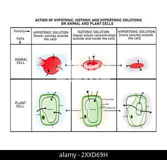 Red Blood Cell in Hypotonic Solution, Illustration Stock Photo - Alamy