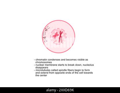 Prophase of mitosis, illustration. Prophase is the first phase of ...