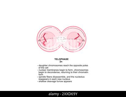 Telophase of mitosis, illustration. Telophase is the fifth and final ...