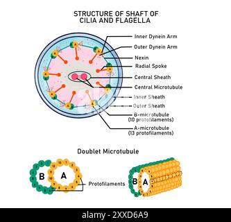 Structure of a bacterial flagellum, illustration. Different flagellin ...