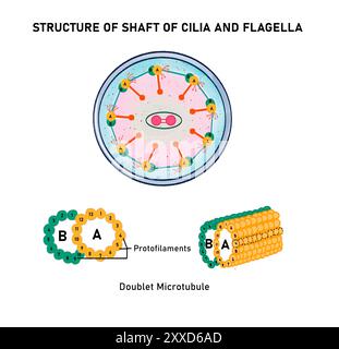 Structure of a bacterial flagellum, illustration. Different flagellin ...