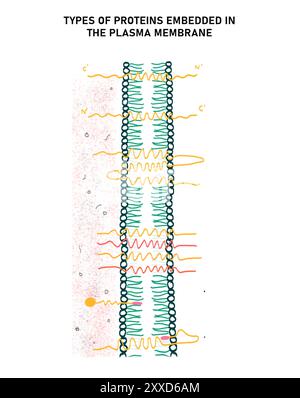 Plasma Membrane Proteins Types
