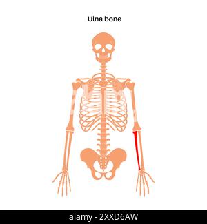 Ulna bone anatomy, illustration Stock Photo - Alamy