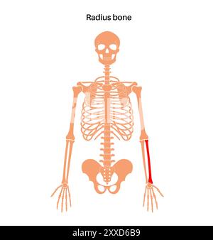 Radius bone anatomy, illustration Stock Photo - Alamy