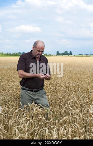 Bauer stands in the grain field and checks the wheat Stock Photo - Alamy