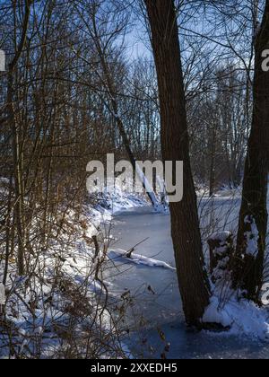 Frozen bank zone of a river floodplain in the evening light. A winter ...