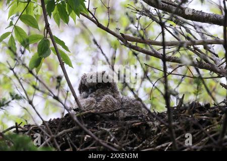 Great Horned Owl Nest Newfoundland Kanada Stock Photo - Alamy