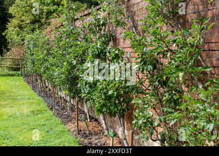 Pear trees growing on a cordon against a brick wall in a garden, UK ...