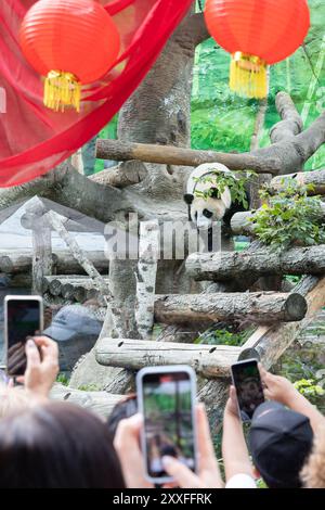 A 24-year-old giant panda "Rauhin" attracts visitors at the Adventure ...