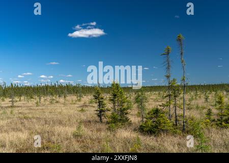 The Big Bog State Recreation Area near Waskish, Minnesota, USA Stock ...