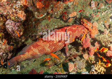 Grouper (Epinephelus posteli), Sodwana Bay National Park Dive Site ...