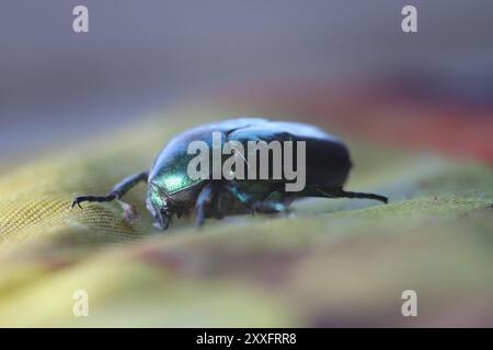 June bug, green bug ultra macro view, extreme close up, Green beetle ...