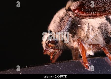 Cockchafer beetle. Extreme close up. Shallow DOF Stock Photo - Alamy